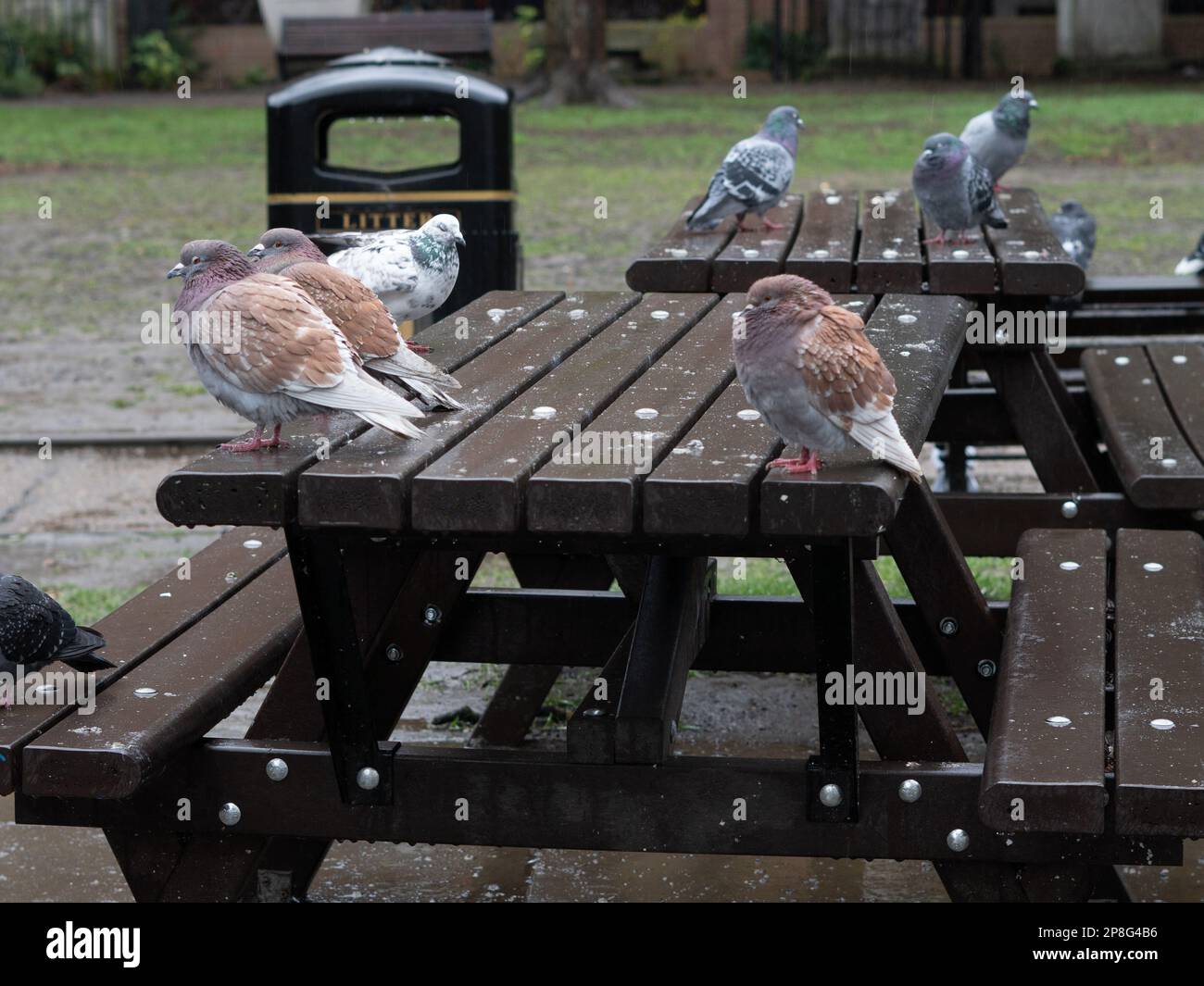 Flock of grey pigeons in the town park walking under the rain in spring ...