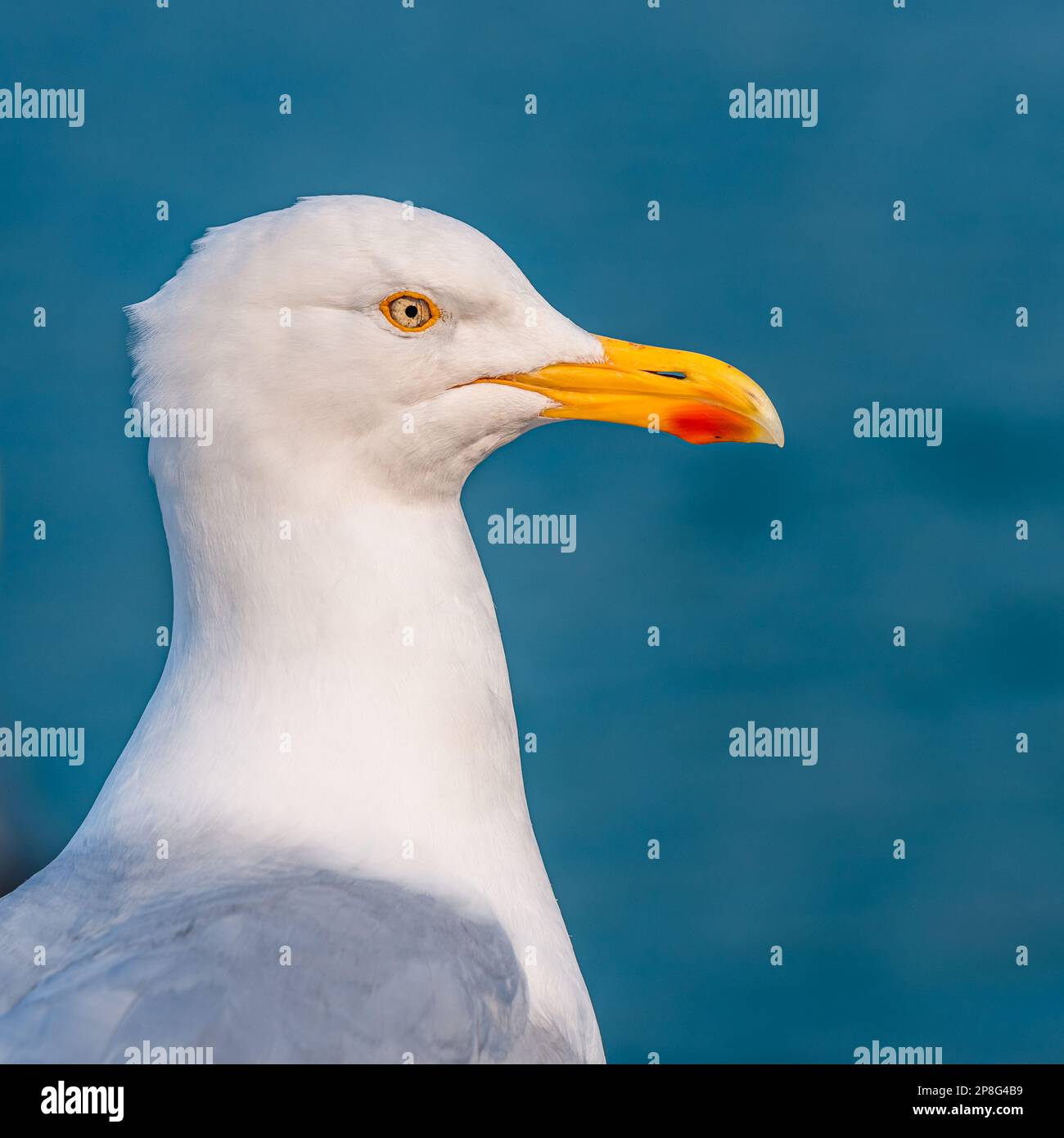Close up head herring gull hi-res stock photography and images - Alamy