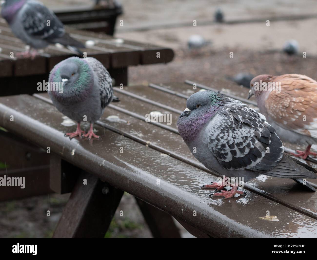 Flock of grey pigeons in the town park walking under the rain in spring ...