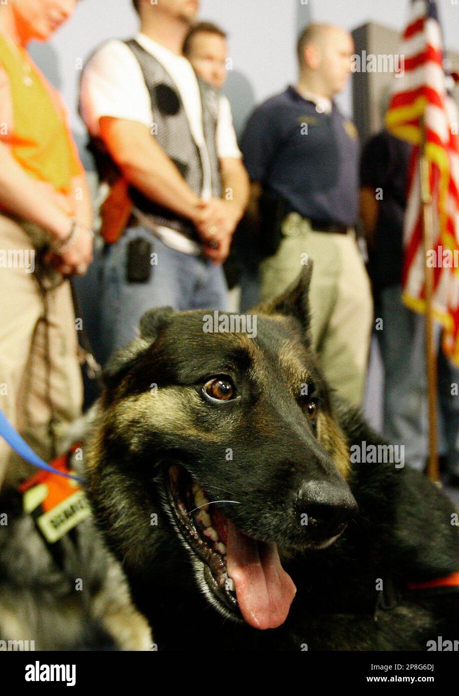 Circe, a German shepherd, was one of two dogs used to locate a body ...