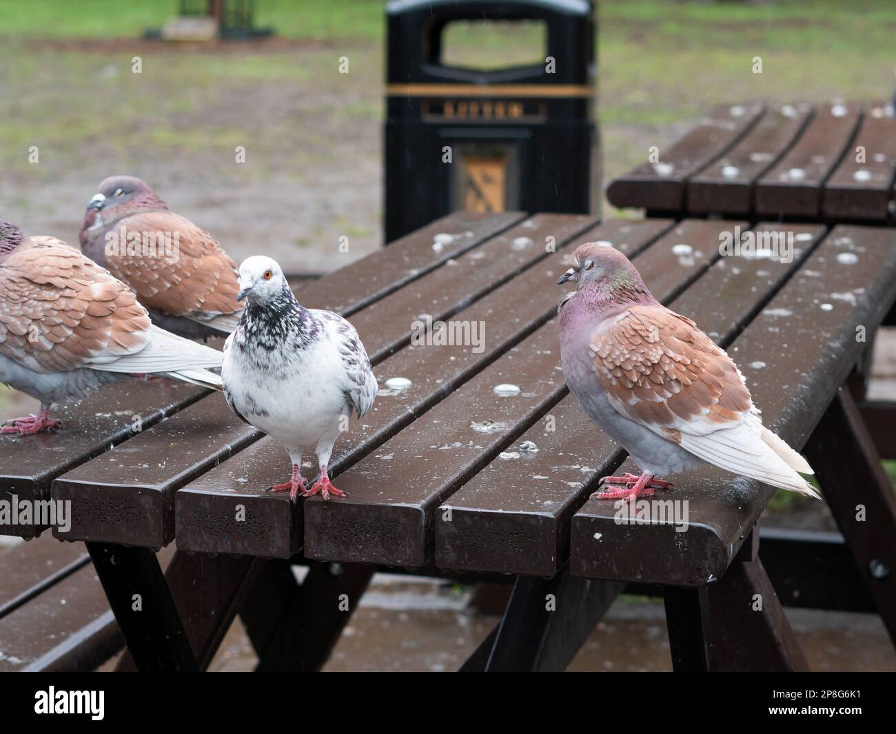 Flock of grey pigeons in the town park walking under the rain in spring ...