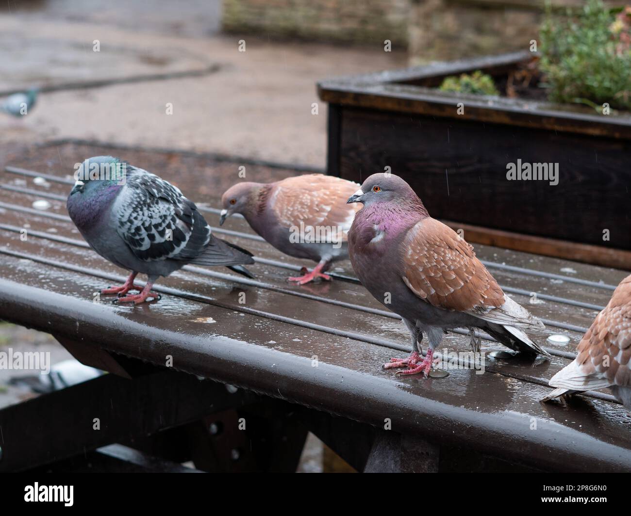 Flock of grey pigeons in the town park walking under the rain in spring ...