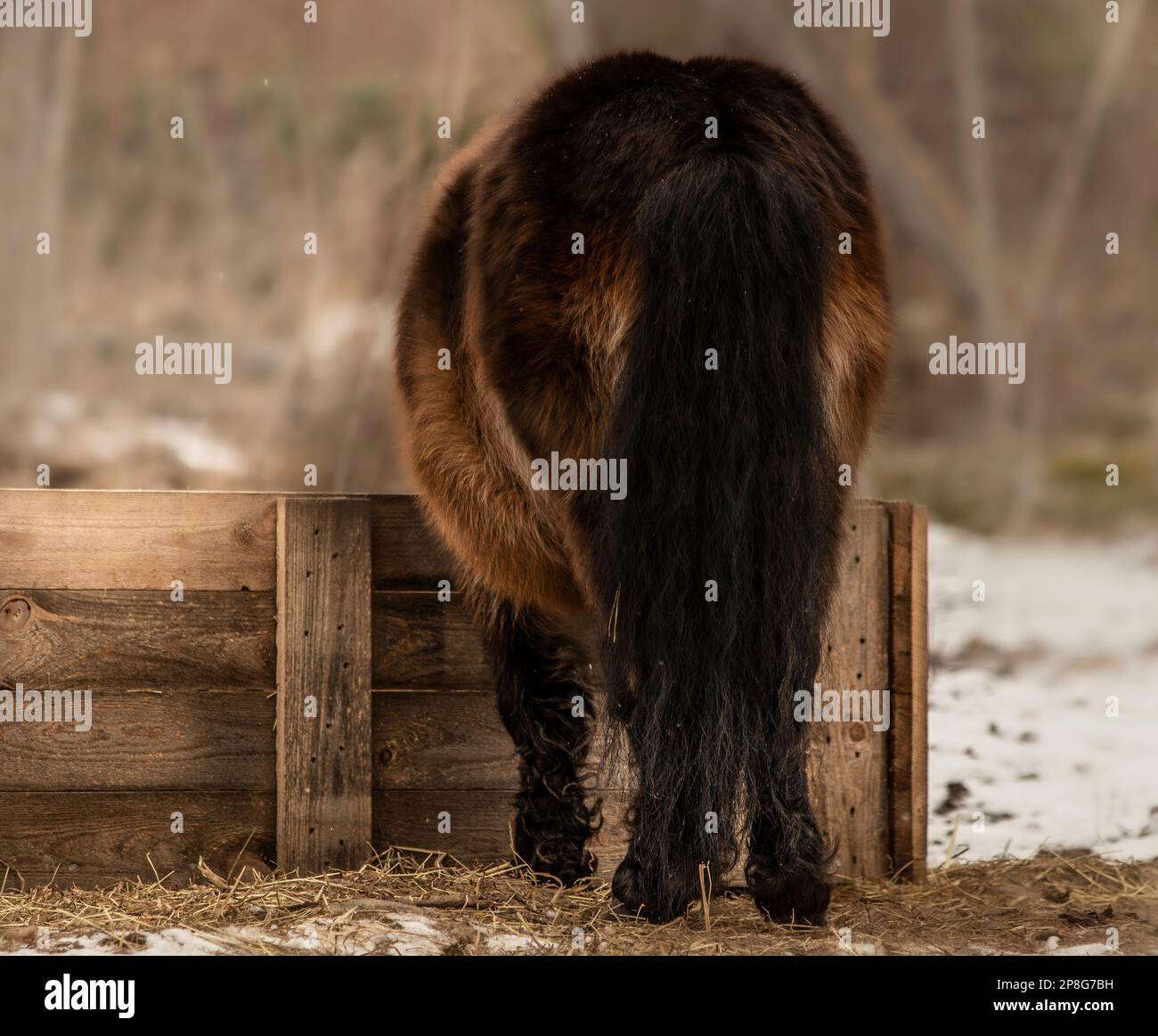 Rear view of chestnut horse eating from wooden feeder box on snowy farm ...