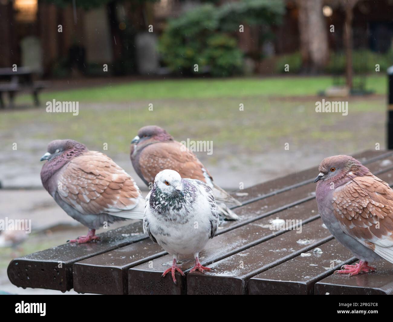 Flock of grey pigeons in the town park walking under the rain in spring ...