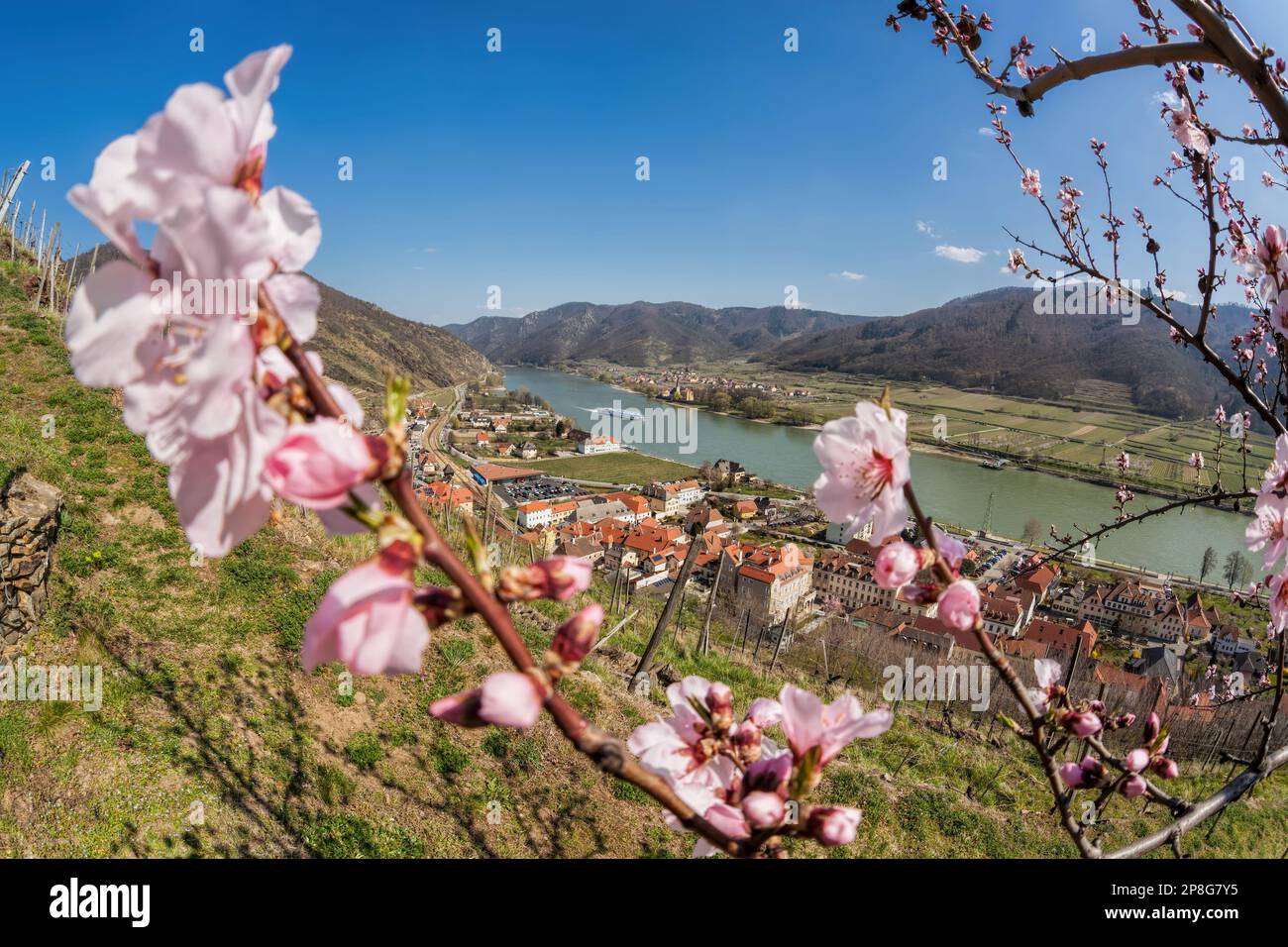 Spitz village with blossoming apricot tree and ship on Danube river in ...