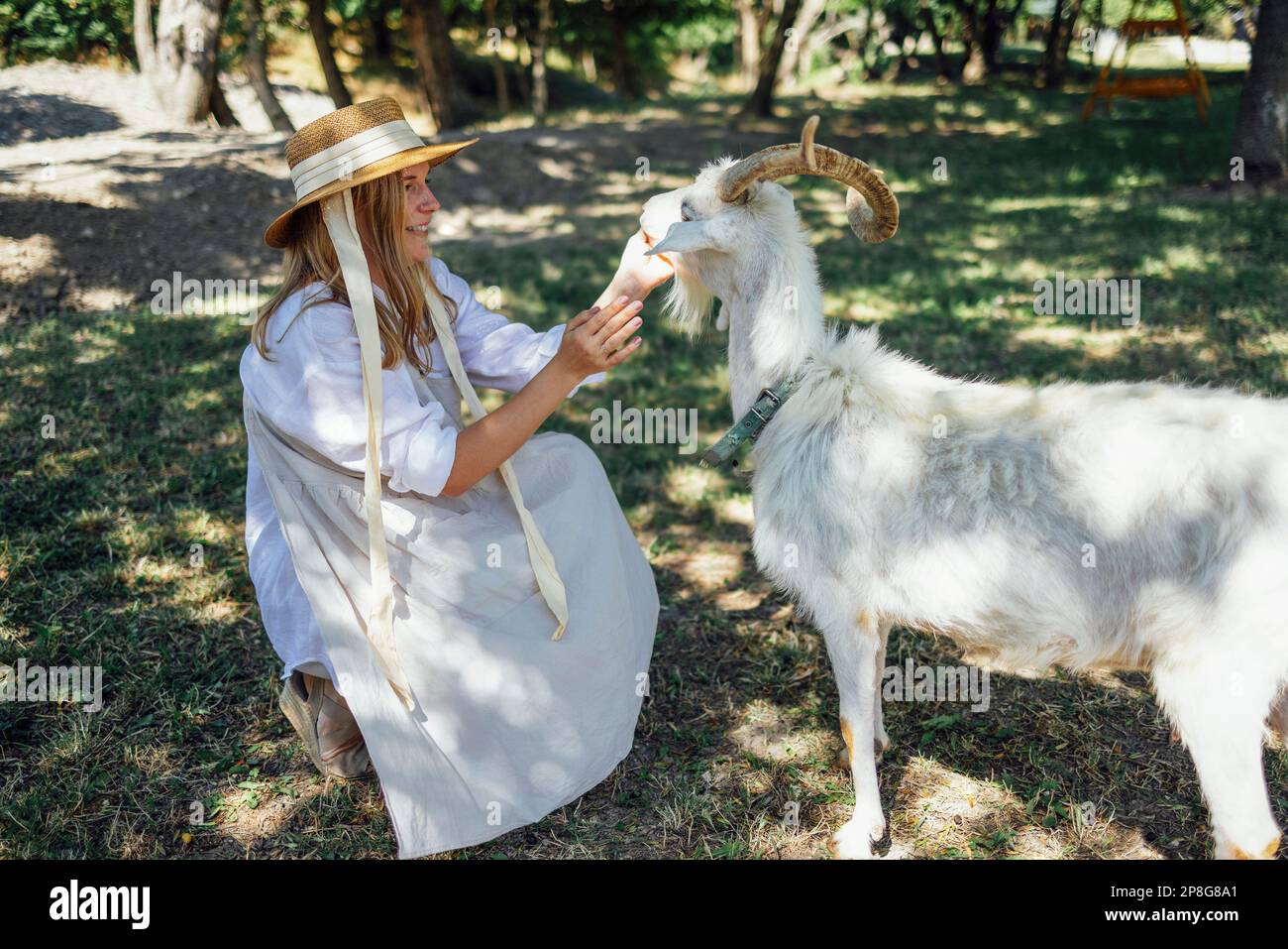 Young pretty woman in a white dress and a straw hat is feeding a goat ...