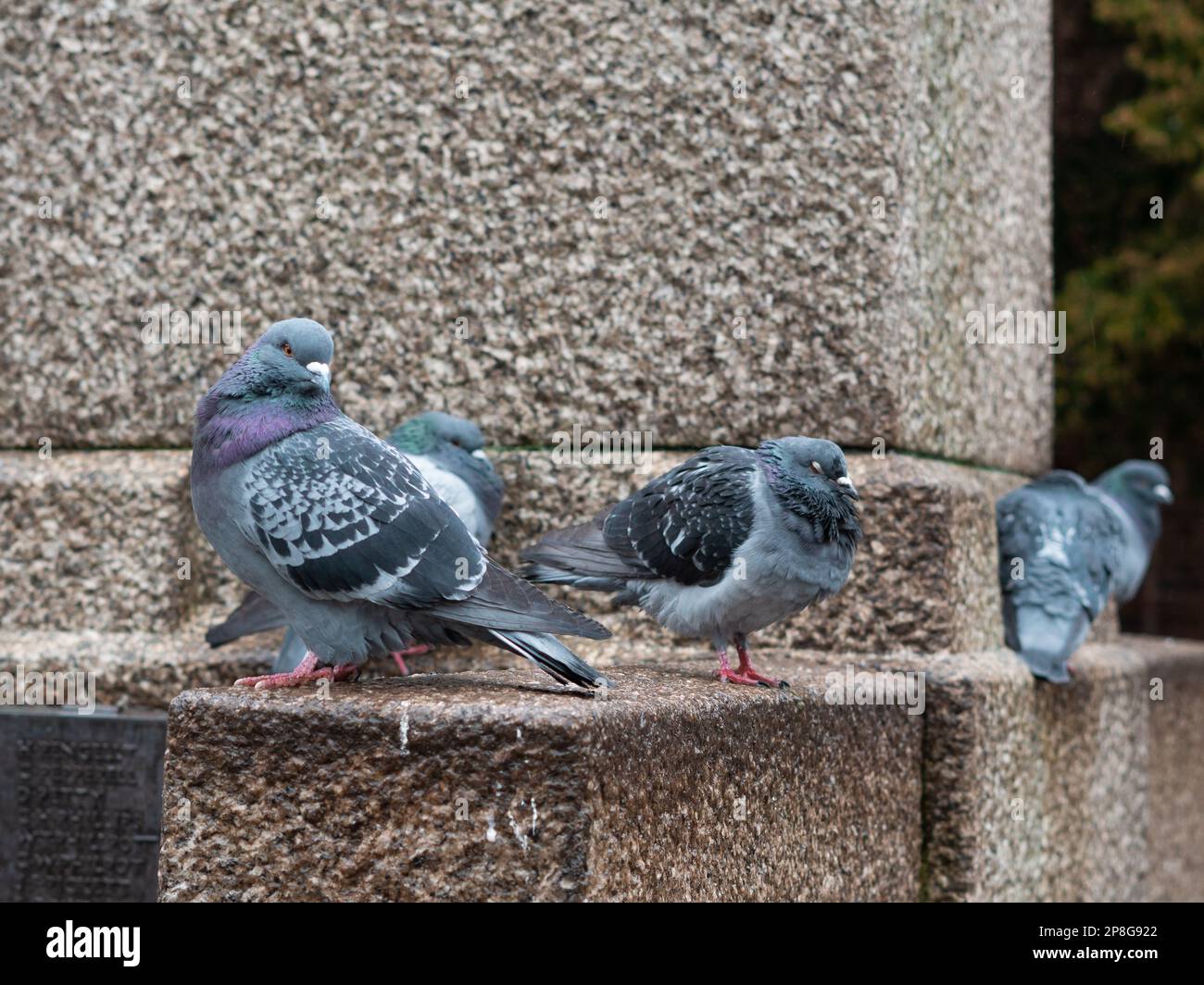 Flock of grey pigeons in the town park walking under the rain in spring ...
