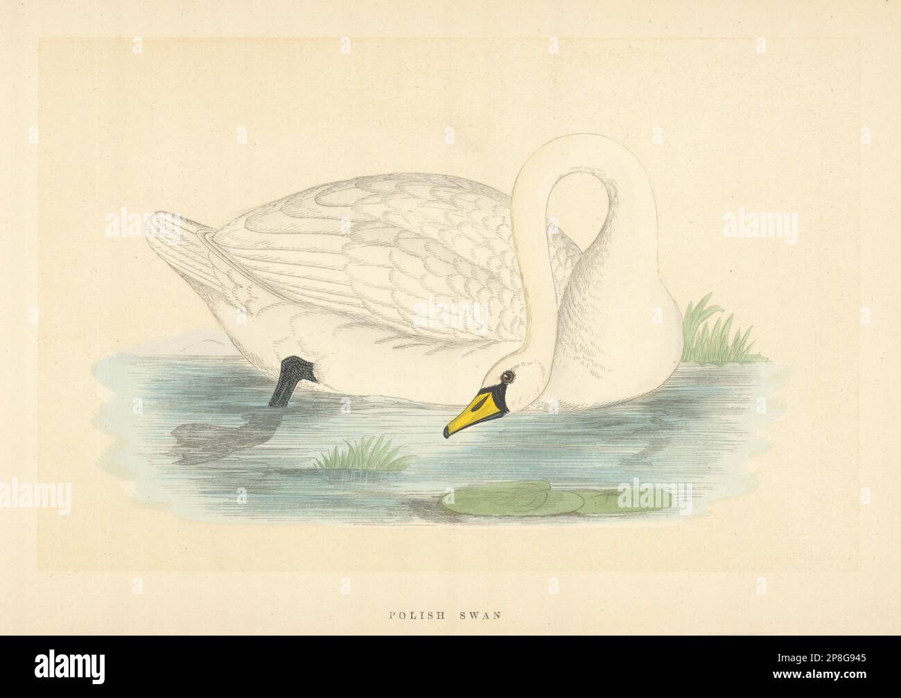 Polish Swan. Morris's British Birds. Antique colour print 1868 old ...