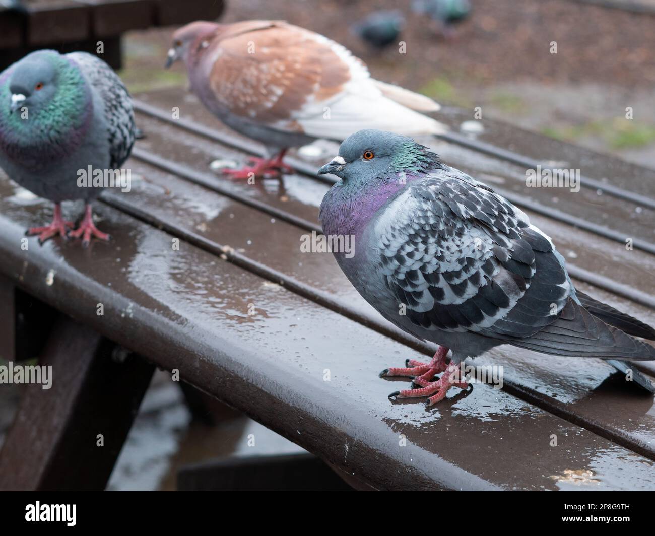 Flock of grey pigeons in the town park walking under the rain in spring ...