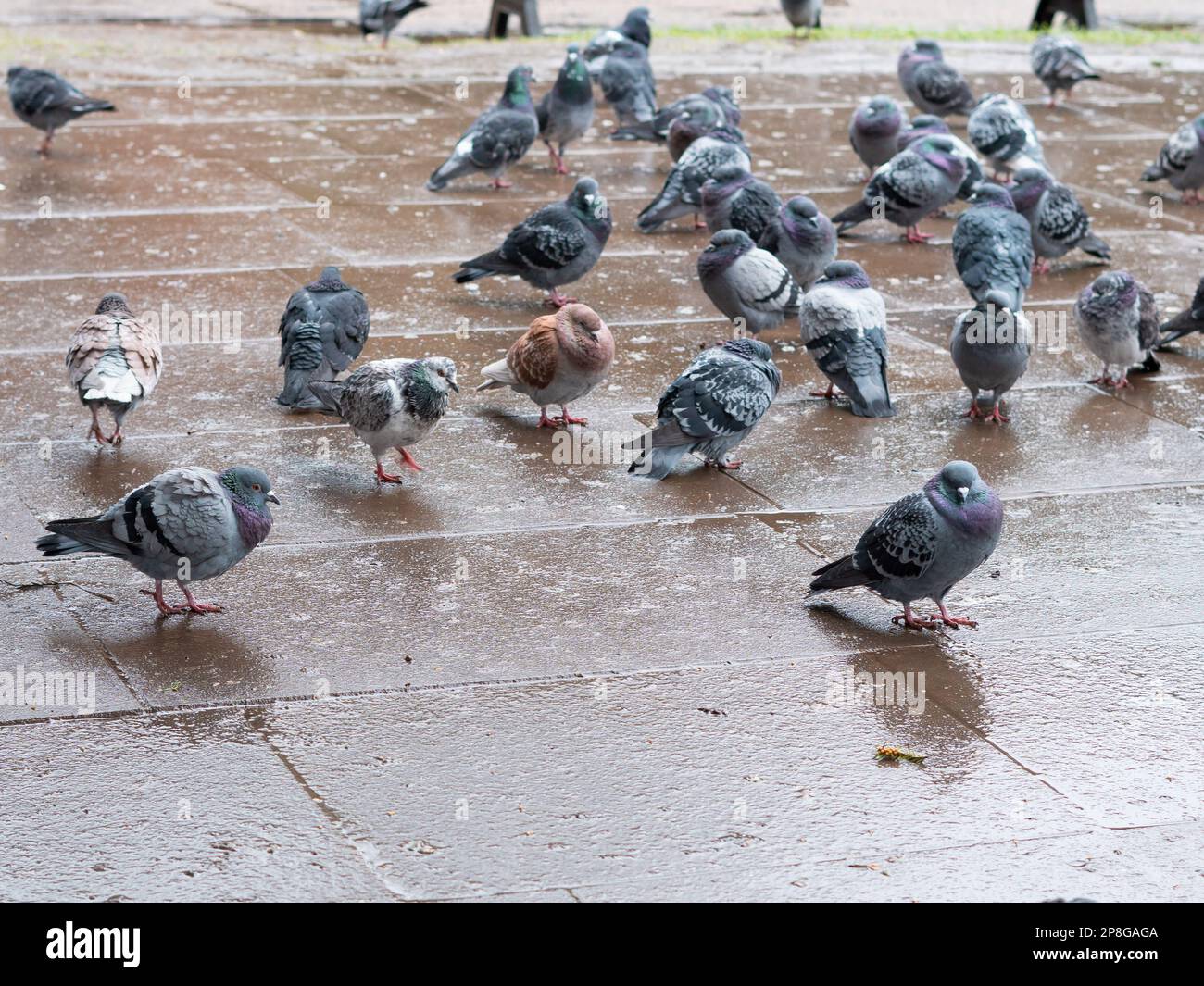 Flock of grey pigeons in the town park walking under the rain in spring ...