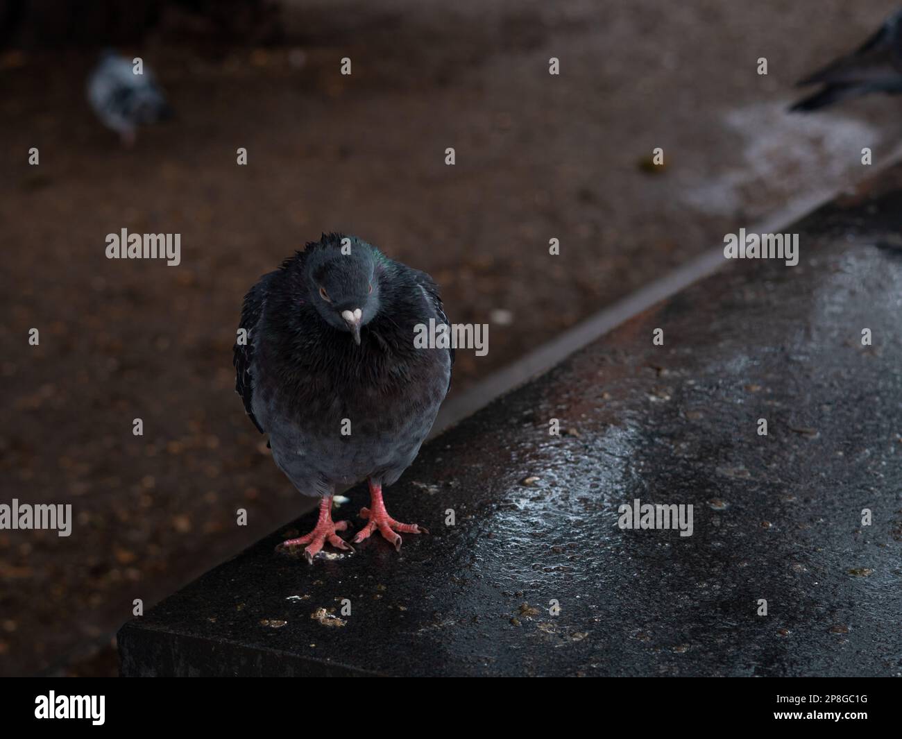 Lost homing pigeon hi-res stock photography and images - Alamy