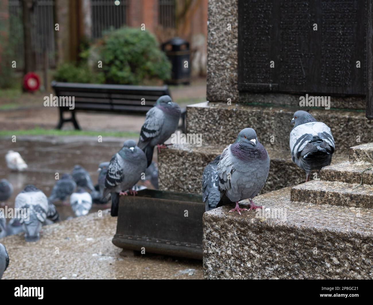 Flock of grey pigeons in the town park walking under the rain in spring ...