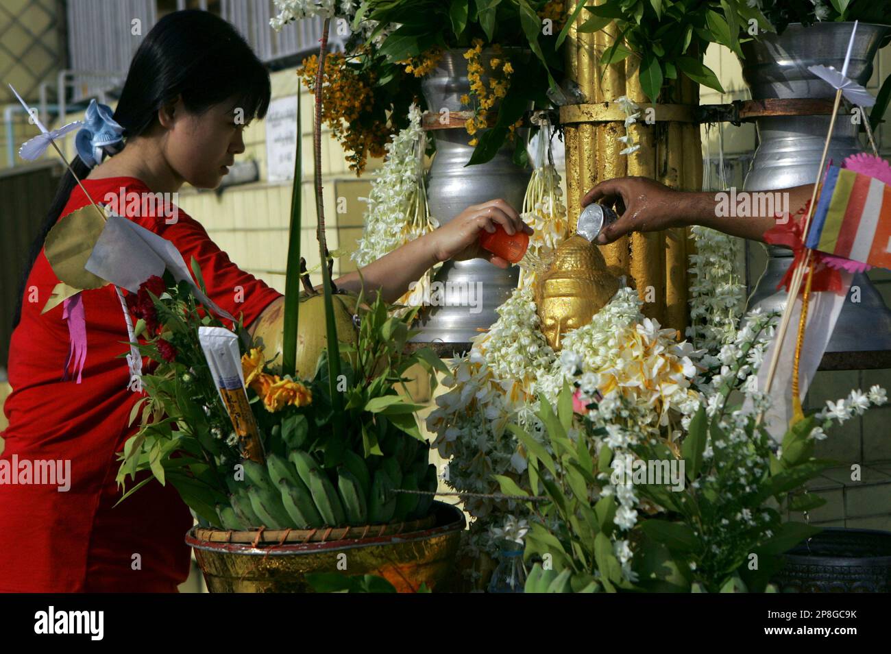 Buddhist devotees water Bodhi Tree to commemorate the birthday of Buddha in Yangon Friday, May 8 ...