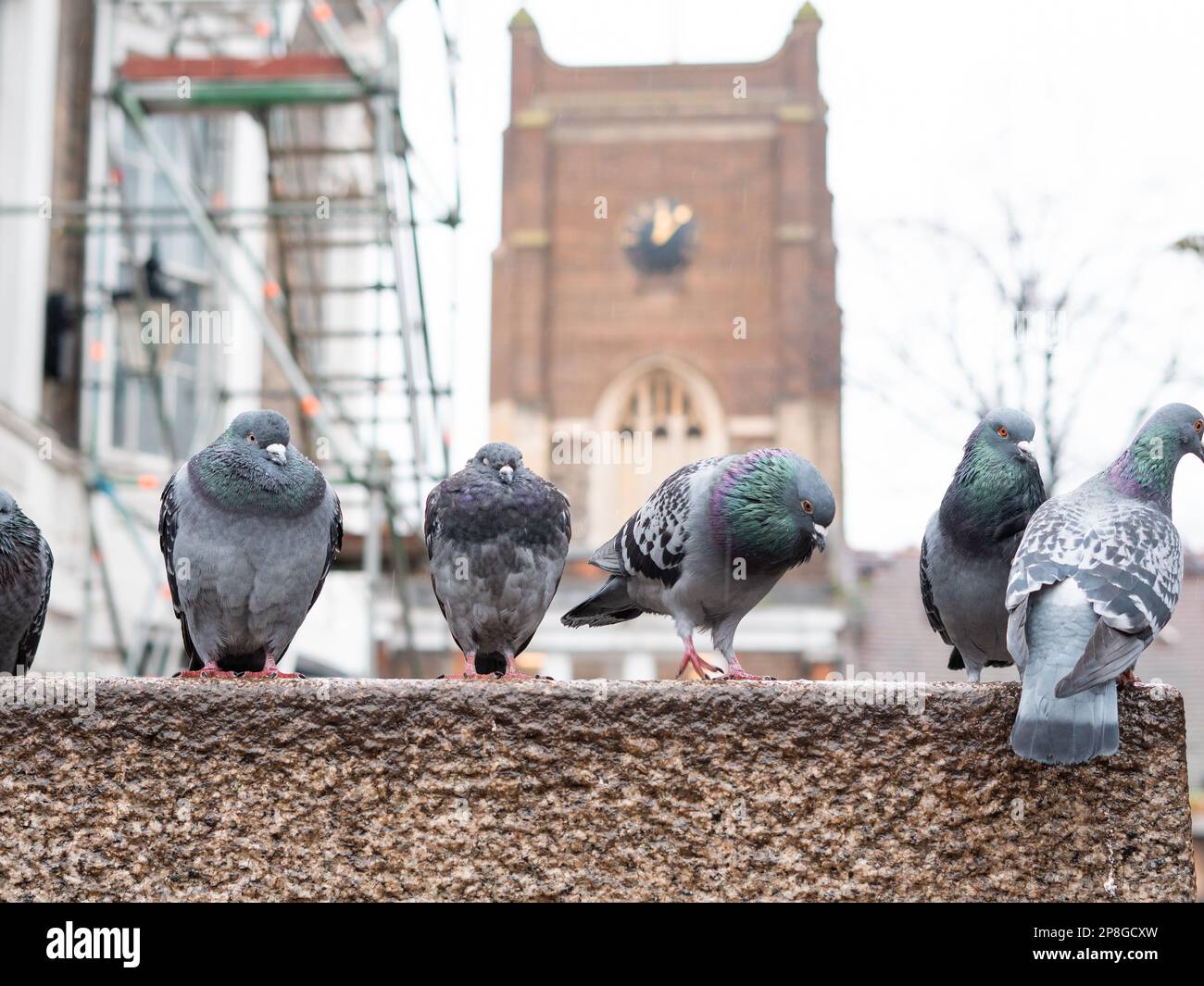 Flock of grey pigeons in the town park walking under the rain in spring ...