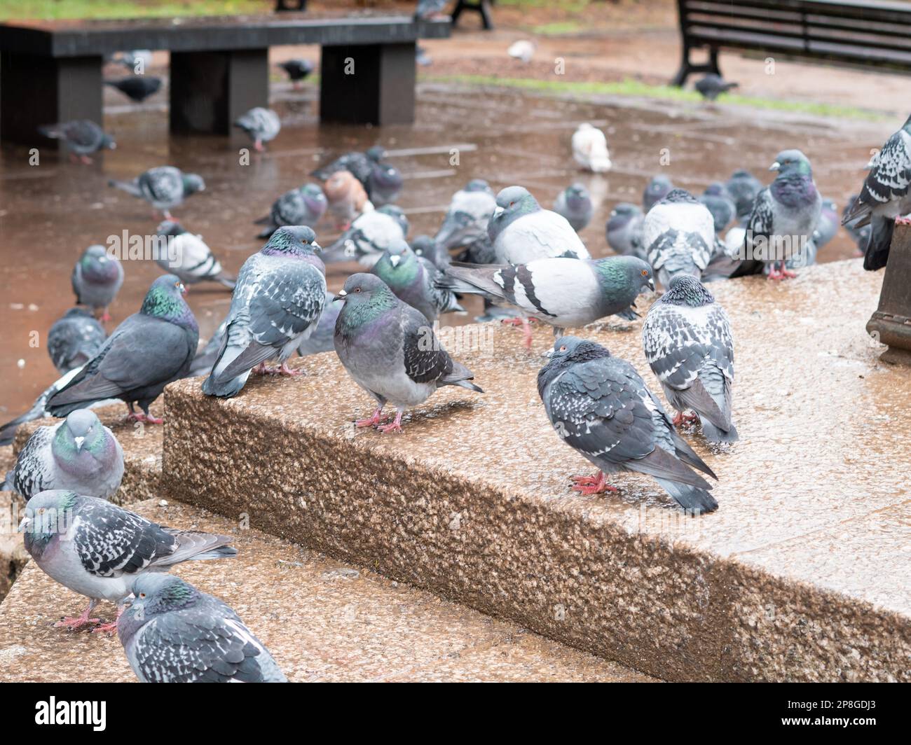 Flock of grey pigeons in the town park walking under the rain in spring ...