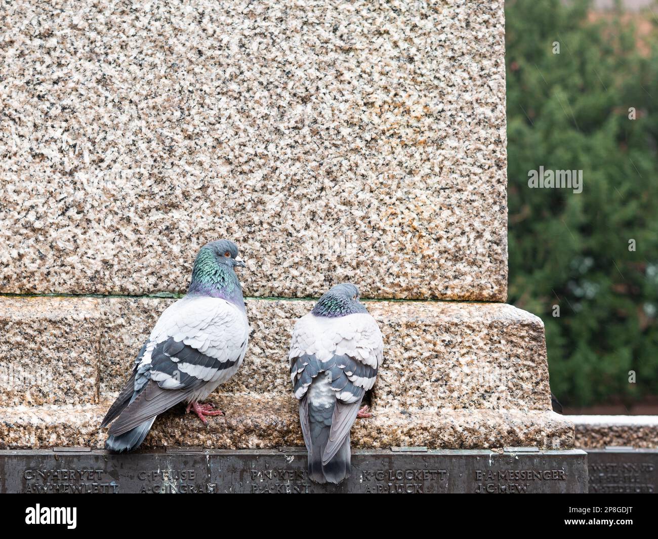 Flock of grey pigeons in the town park walking under the rain in spring ...