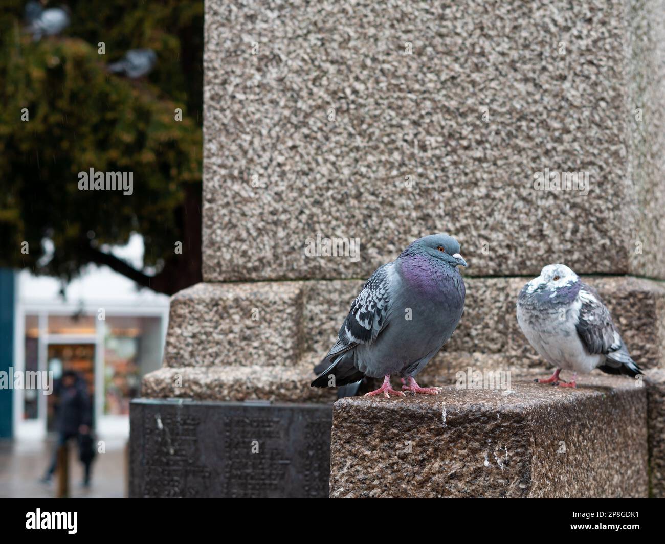 Flock of grey pigeons in the town park walking under the rain in spring ...