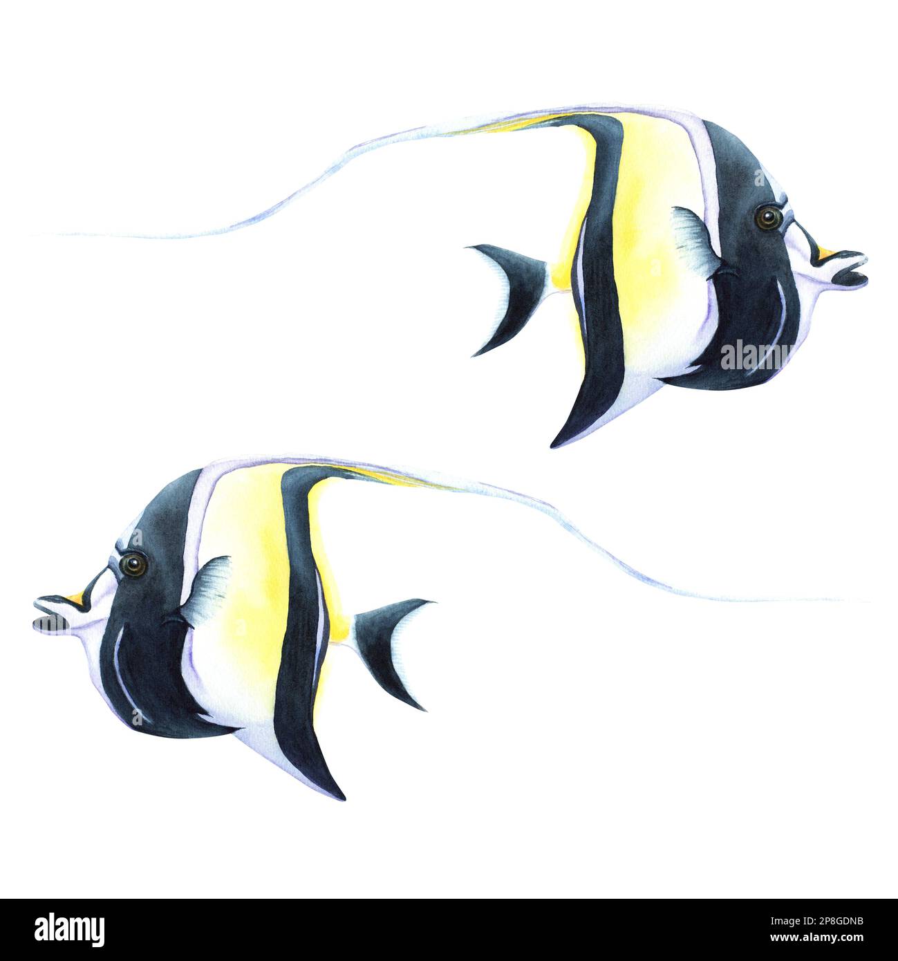 Moorish idol tropical coral reef fish. Watercolor illustration isolated ...