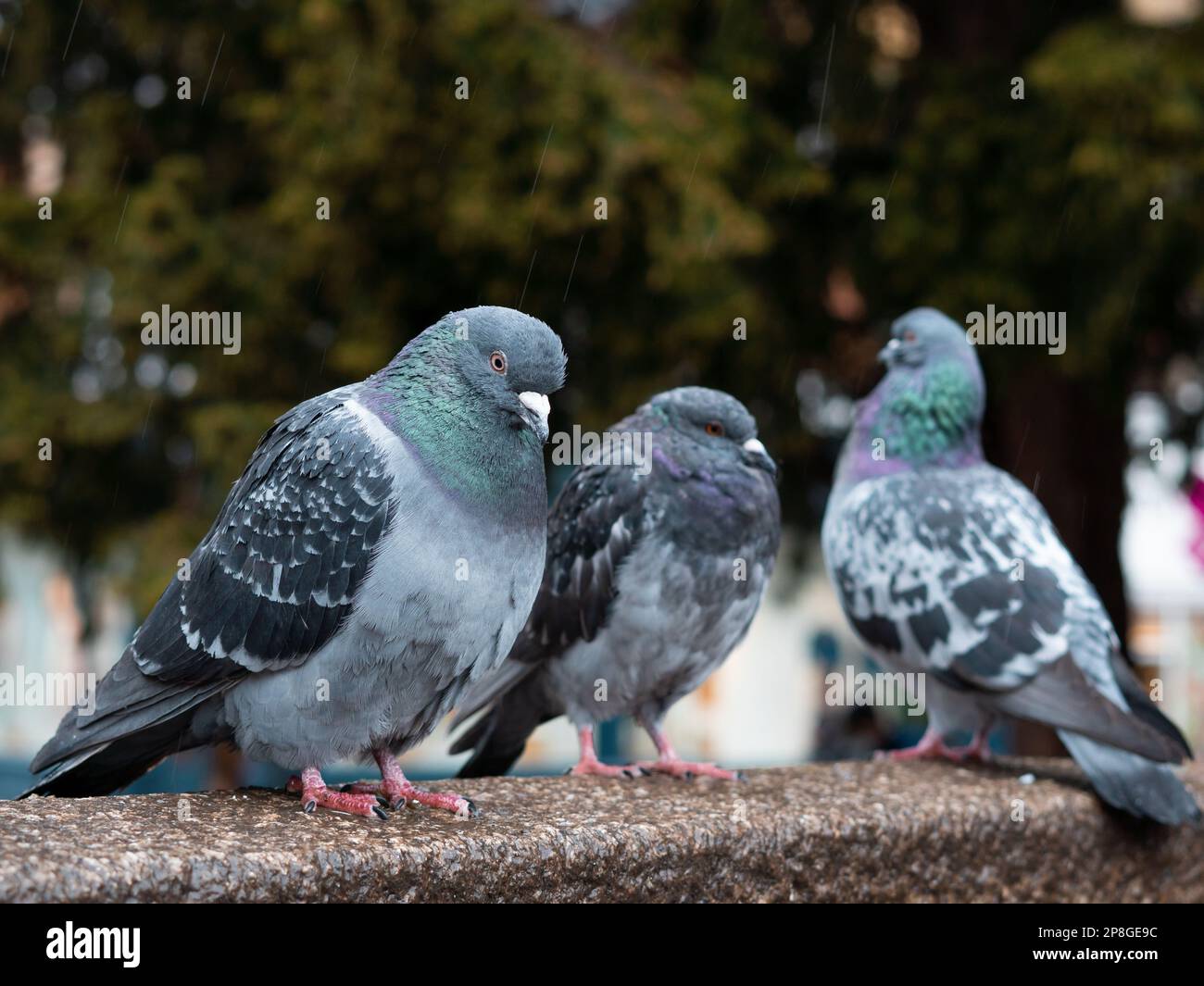 Flock of grey pigeons in the town park walking under the rain in spring ...