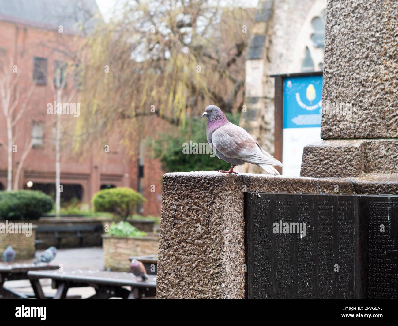 Flock of grey pigeons in the town park walking under the rain in spring ...