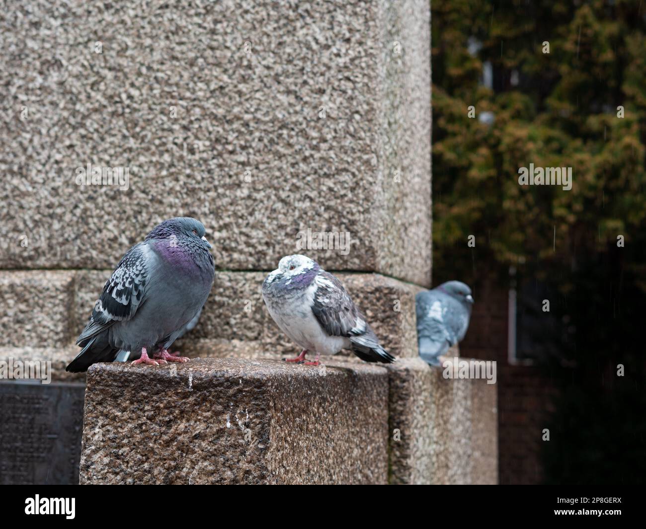 Flock of grey pigeons in the town park walking under the rain in spring ...