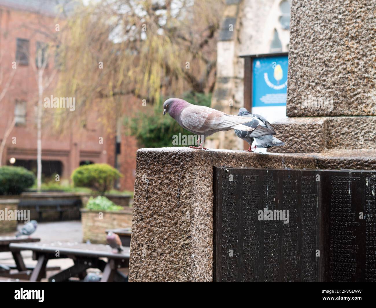 Flock of grey pigeons in the town park walking under the rain in spring ...