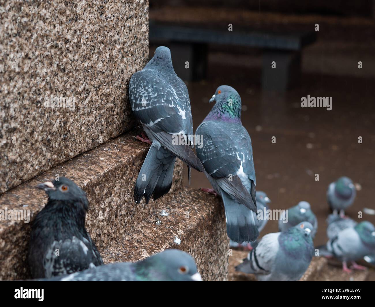 Flock of grey pigeons in the town park walking under the rain in spring ...
