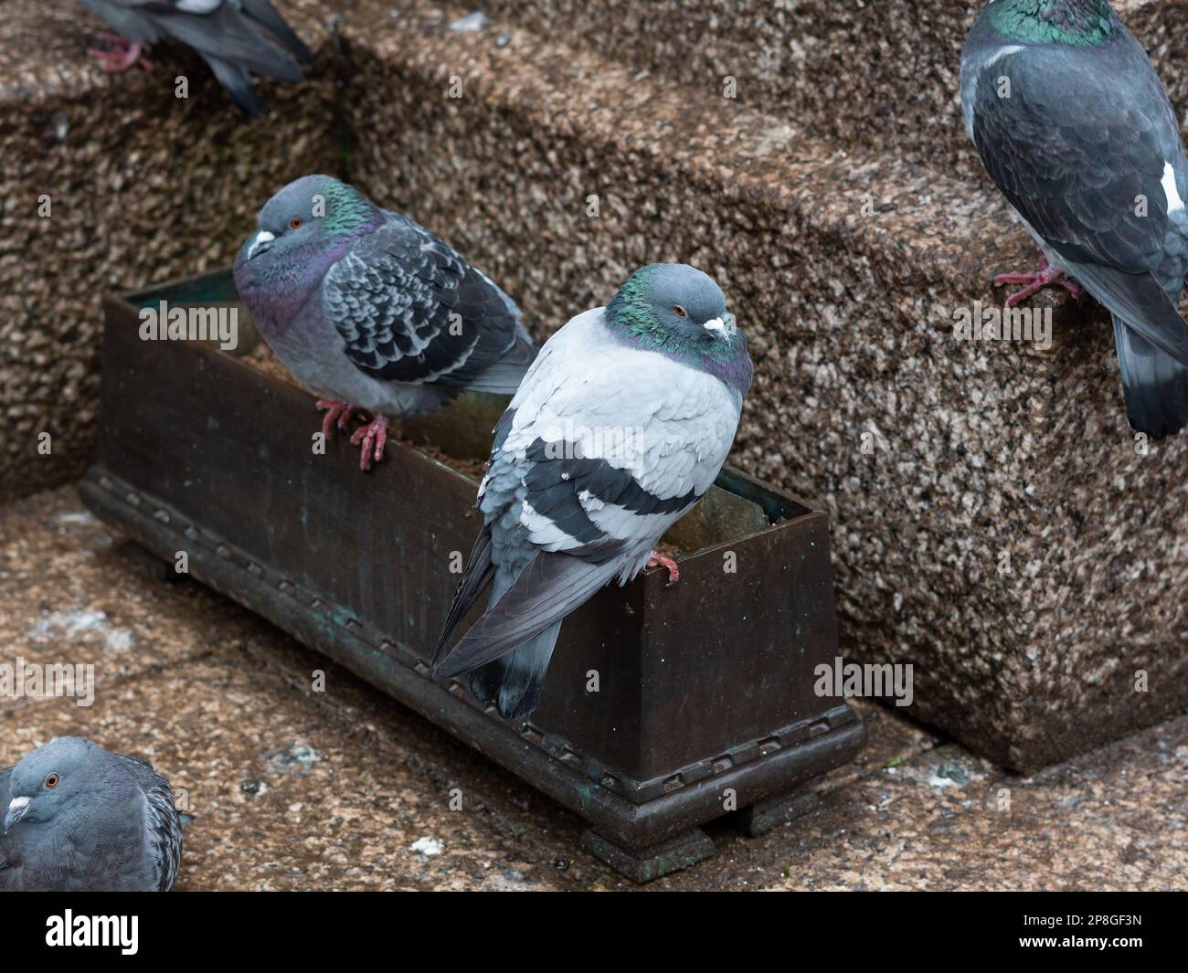 Flock of grey pigeons in the town park walking under the rain in spring ...