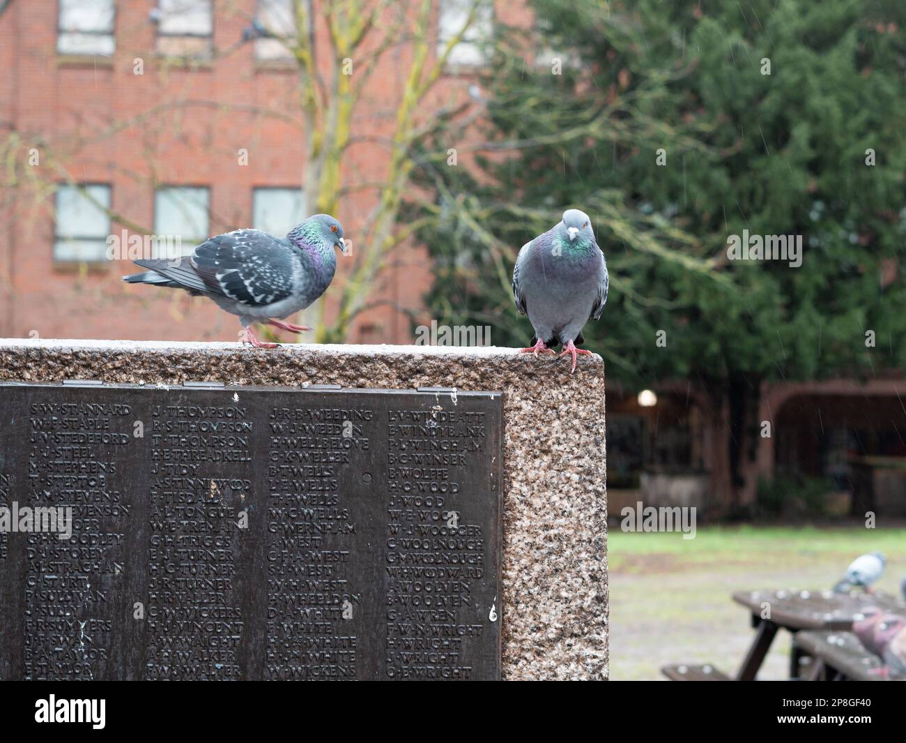 Flock of grey pigeons in the town park walking under the rain in spring ...