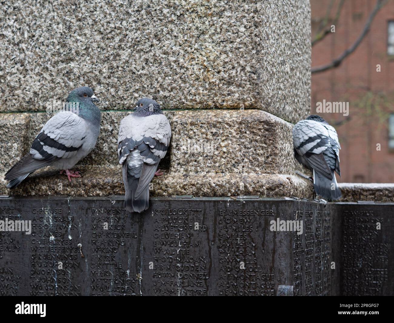 Flock of grey pigeons in the town park walking under the rain in spring ...