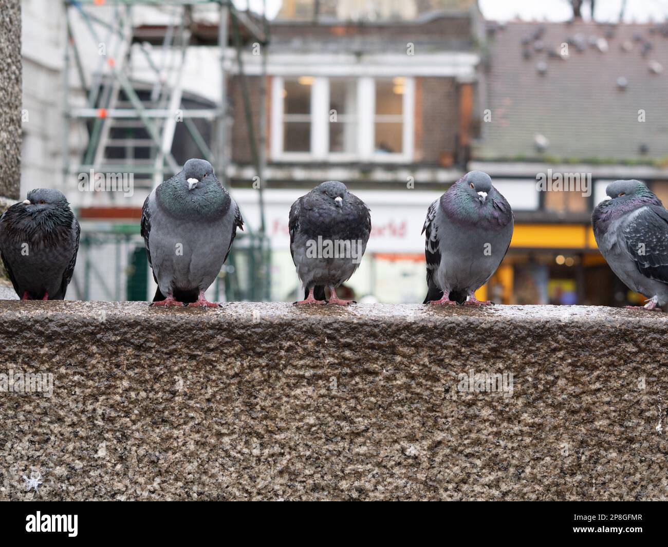 Flock of grey pigeons in the town park walking under the rain in spring ...
