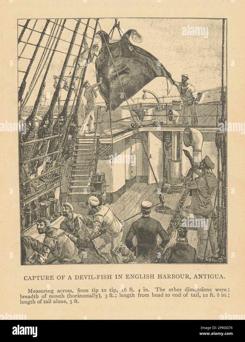 Capture of a Devil-fish in English harbour, Antigua. Giant devil ray ...