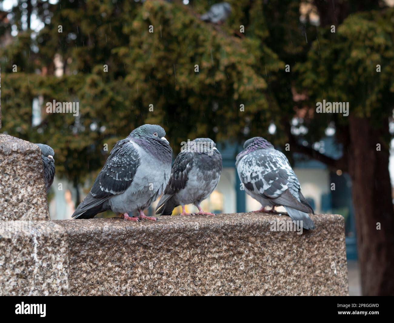 Flock of grey pigeons in the town park walking under the rain in spring ...
