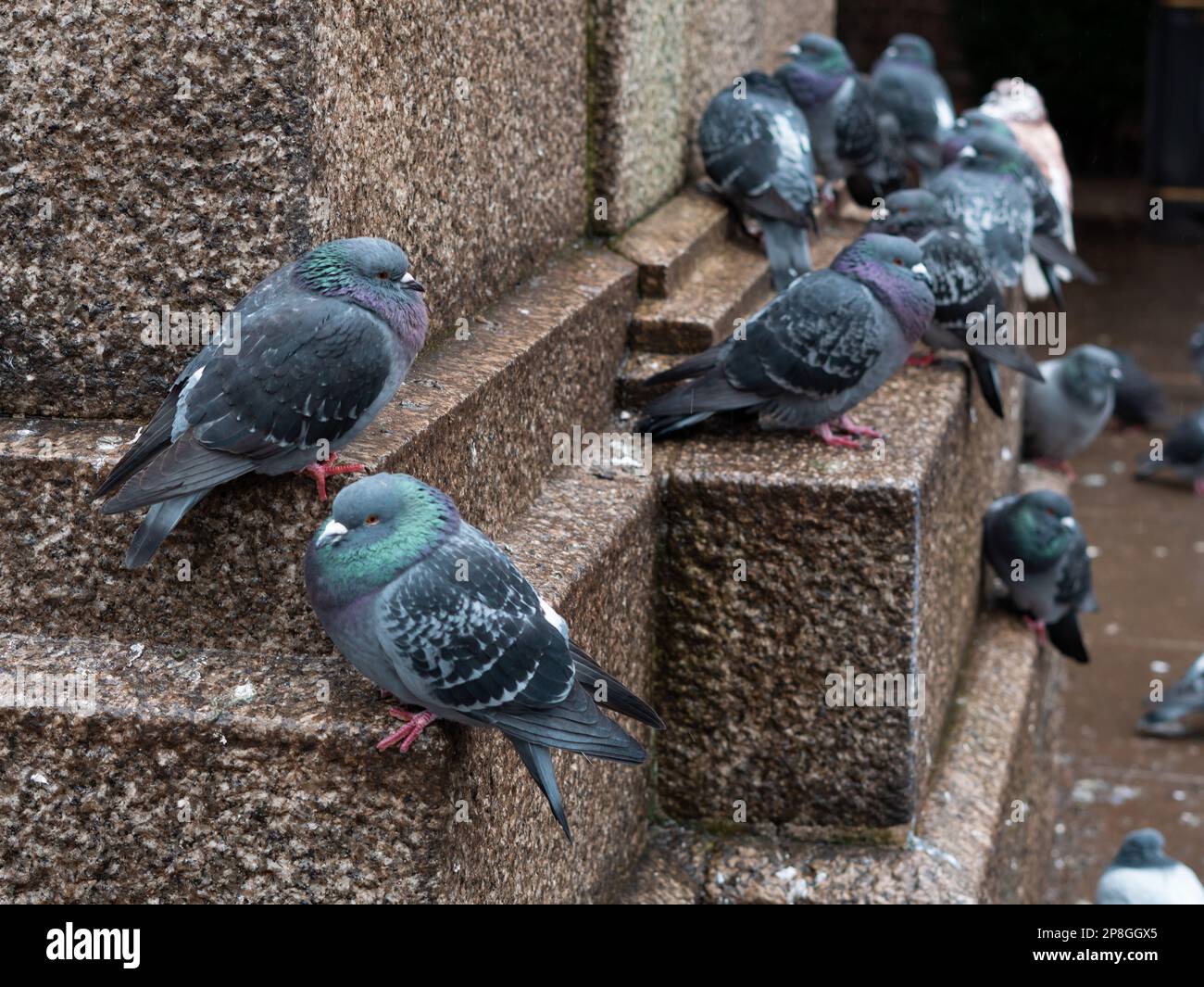 Flock of grey pigeons in the town park walking under the rain in spring ...
