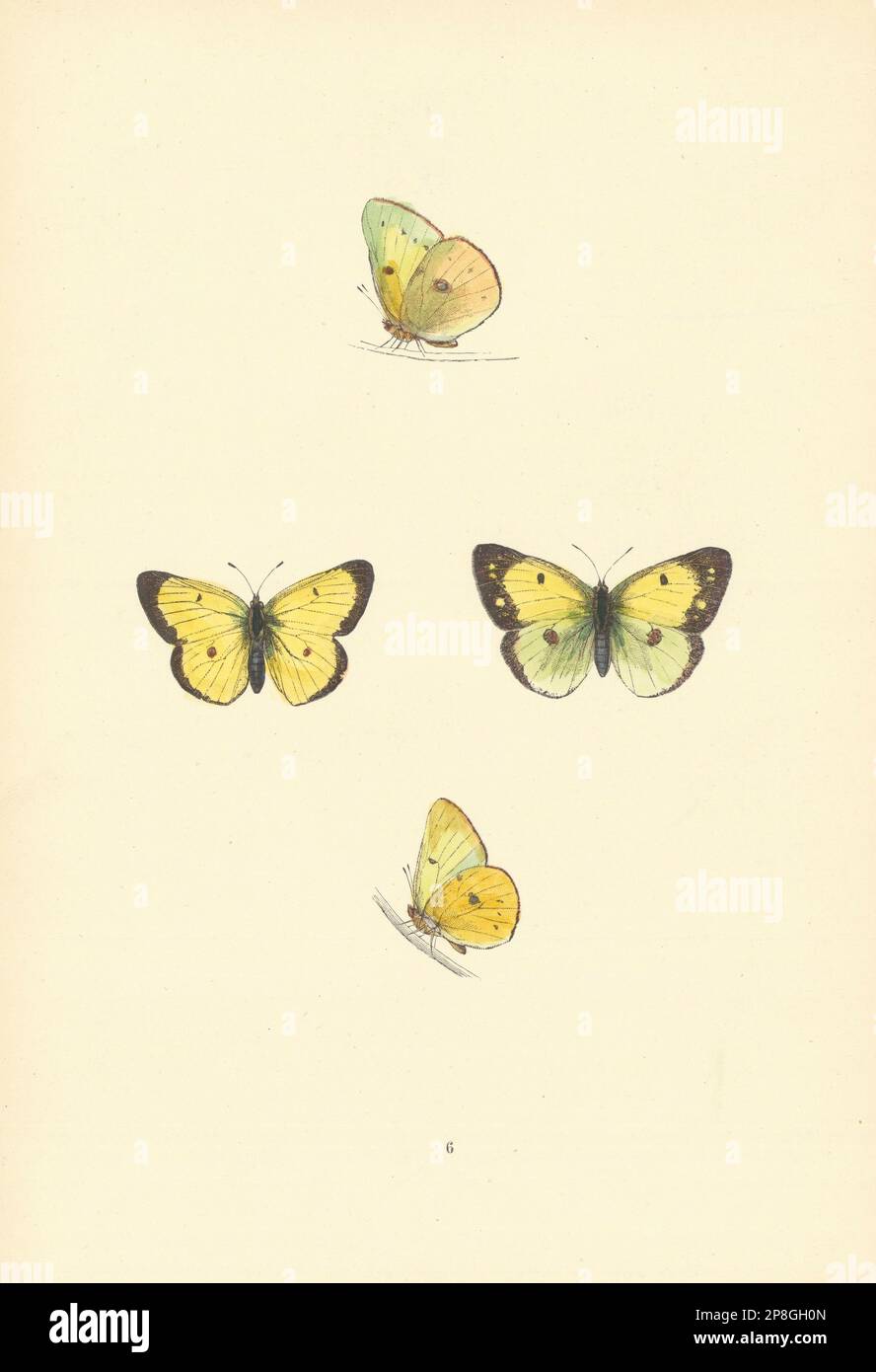 BRITISH BUTTERFLIES. Scarce Clouded Yellow. MORRIS 1893 old antique ...