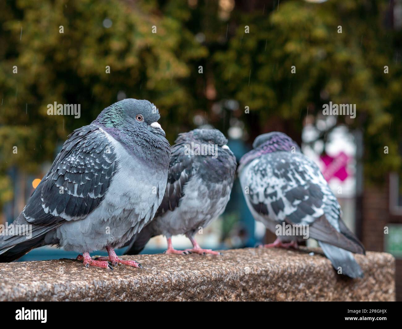Flock of grey pigeons in the town park walking under the rain in spring ...