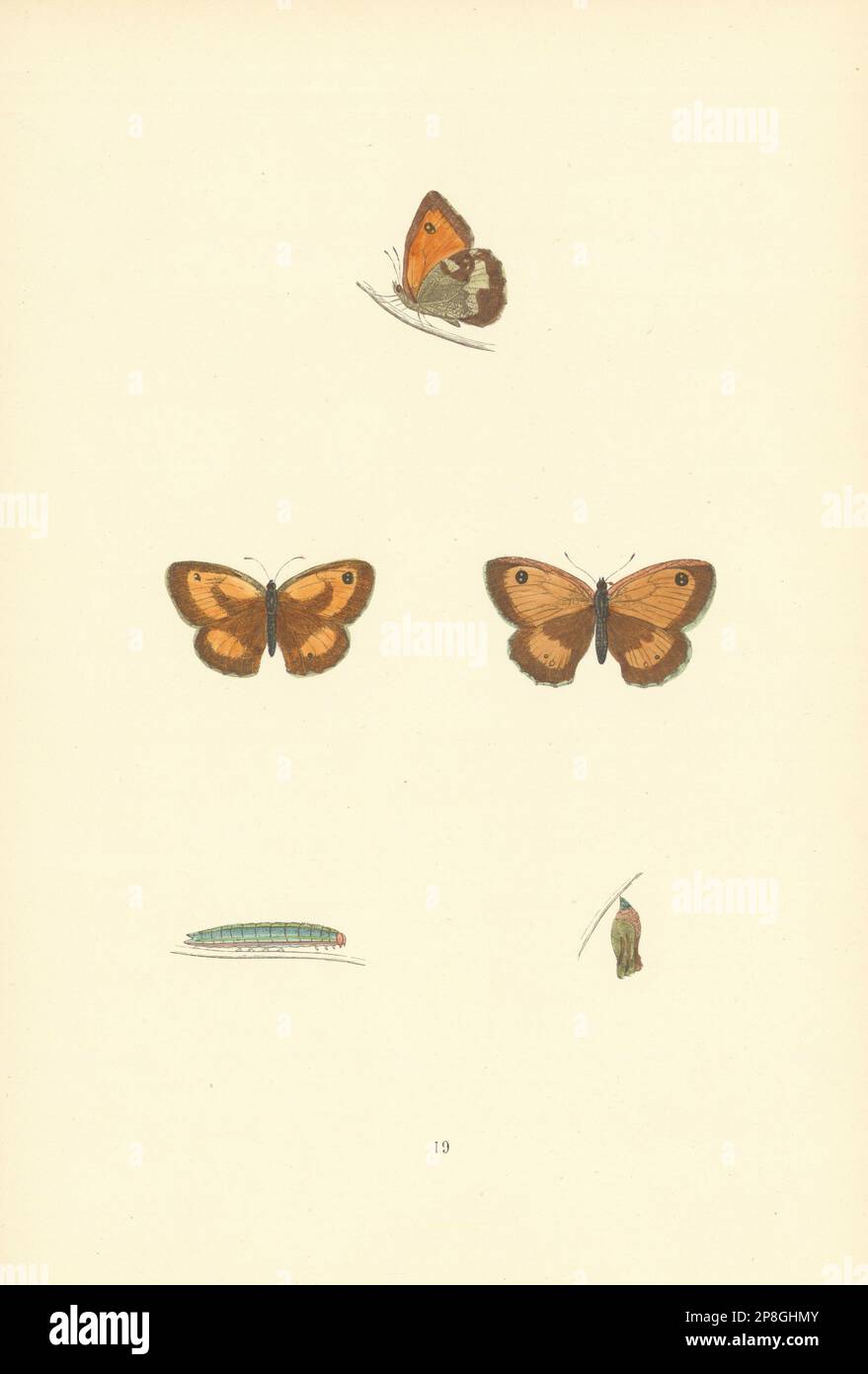 BRITISH BUTTERFLIES. Small Meadow Brown. MORRIS 1893 old antique print ...