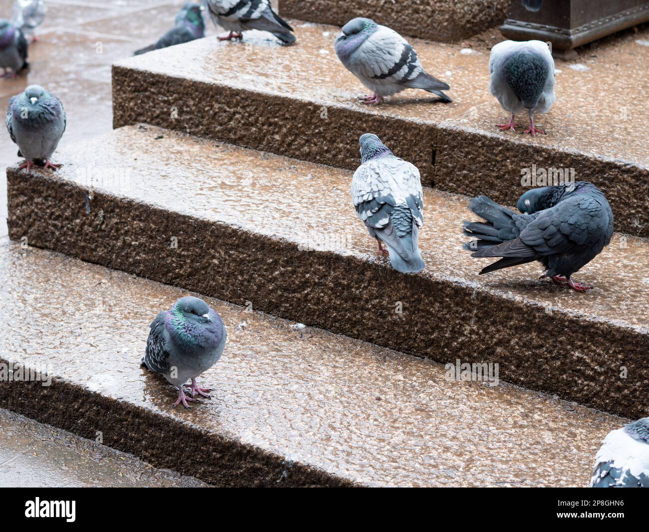 Flock of grey pigeons in the town park walking under the rain in spring ...