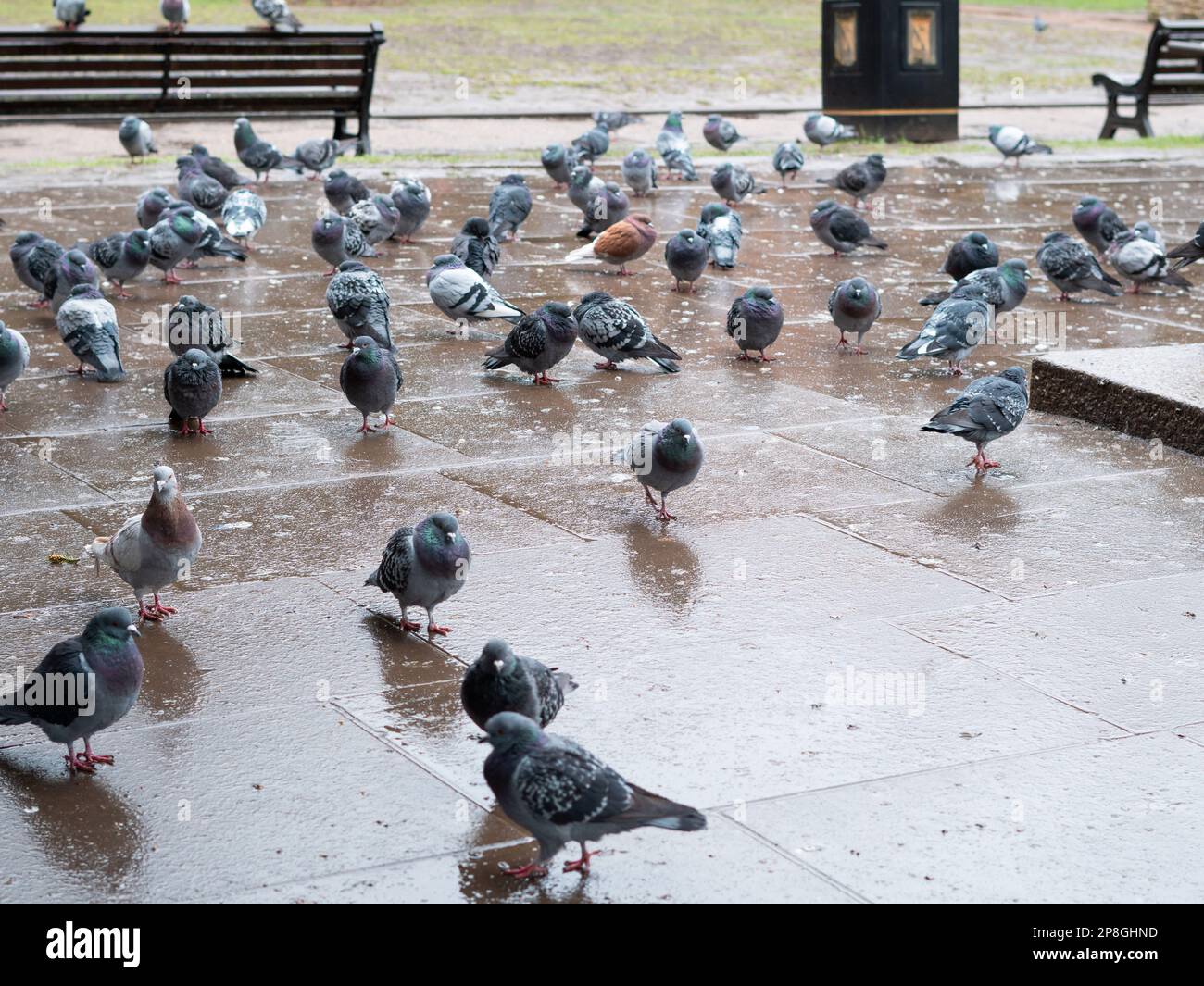 Flock of grey pigeons in the town park walking under the rain in spring ...