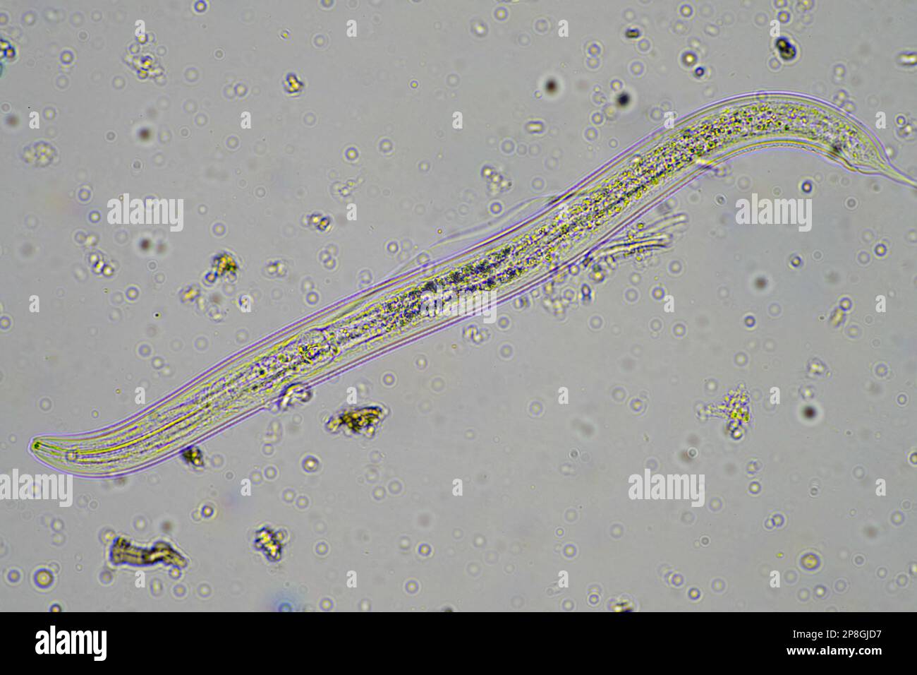 soil microorganisms including nematode, microarthropods, micro ...