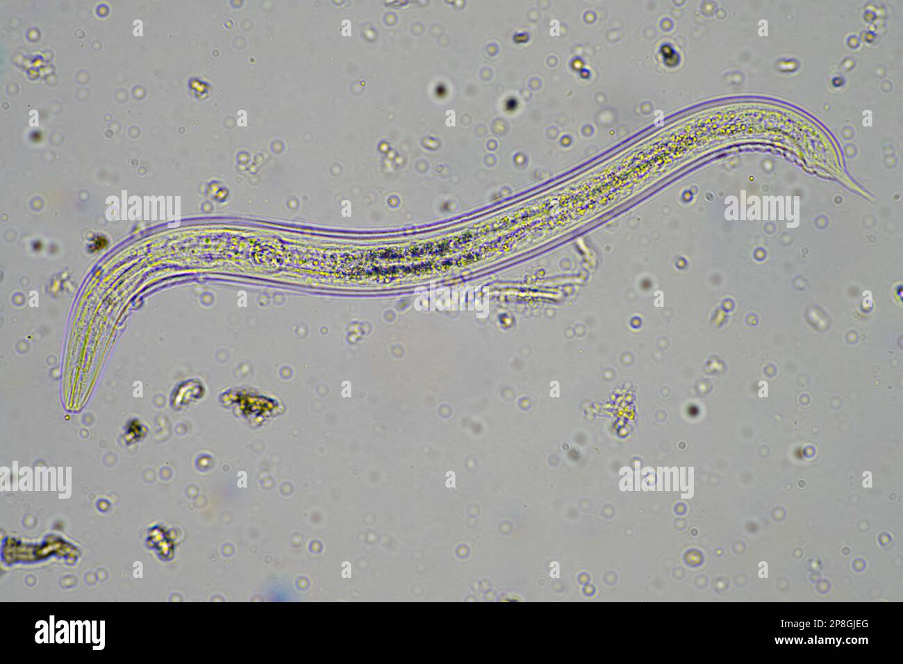 microorganisms and soil biology, with nematodes and fungi under the ...