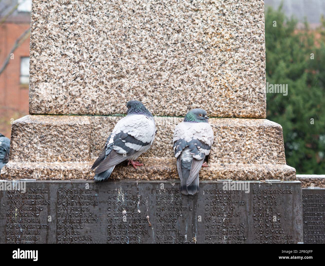 Flock of grey pigeons in the town park walking under the rain in spring ...