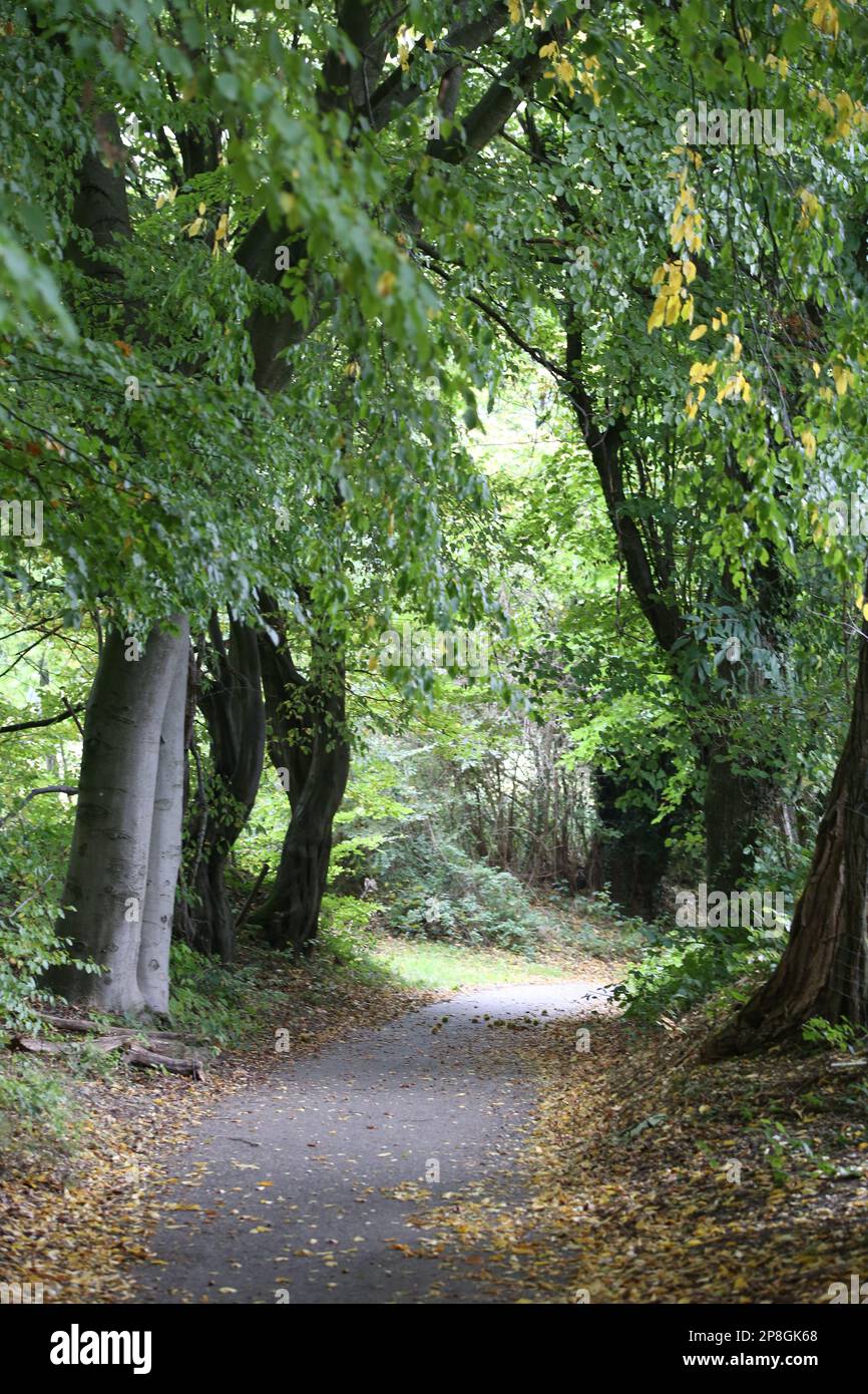 A picturesque path through a dense forest of lush greenery Stock Photo ...