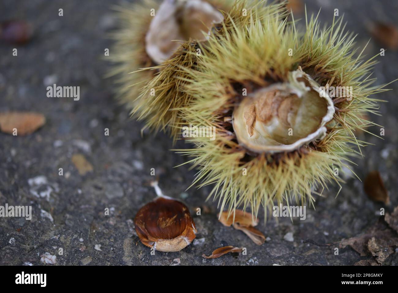 A ripe chestnut sits next to an open shell Stock Photo - Alamy