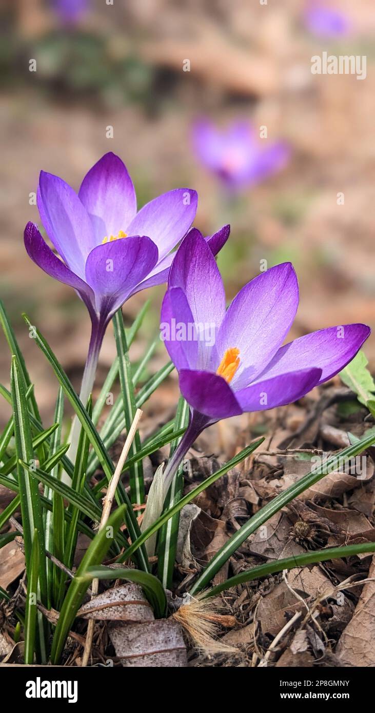 Crocus sativus saffron purple flower in bloom. Early spring nature ...