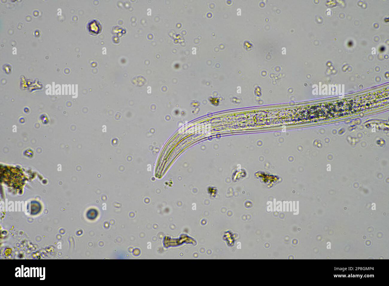 microorganisms and soil biology, with nematodes and fungi under the ...