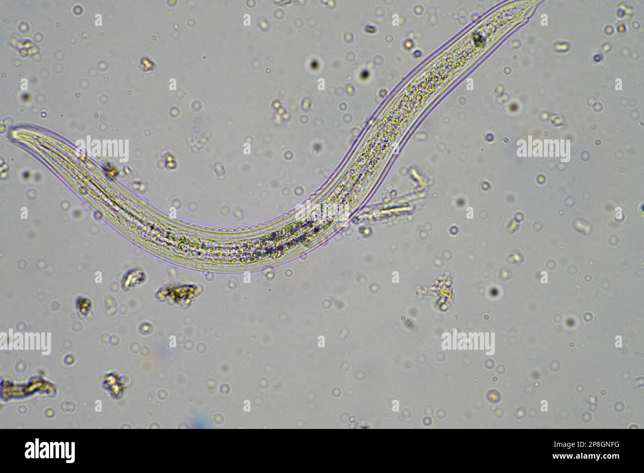microorganisms and soil biology, with nematodes and fungi under the ...