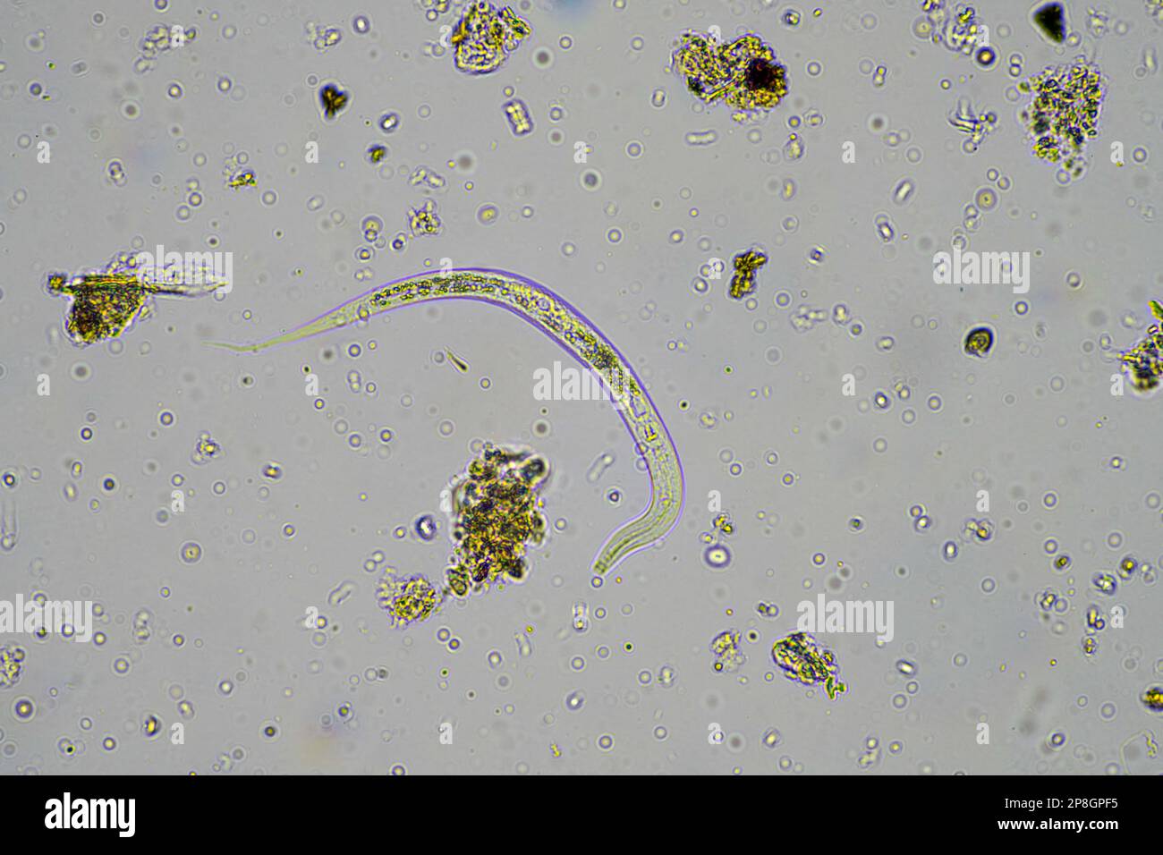 insect parasite in the soil in australia Stock Photo - Alamy