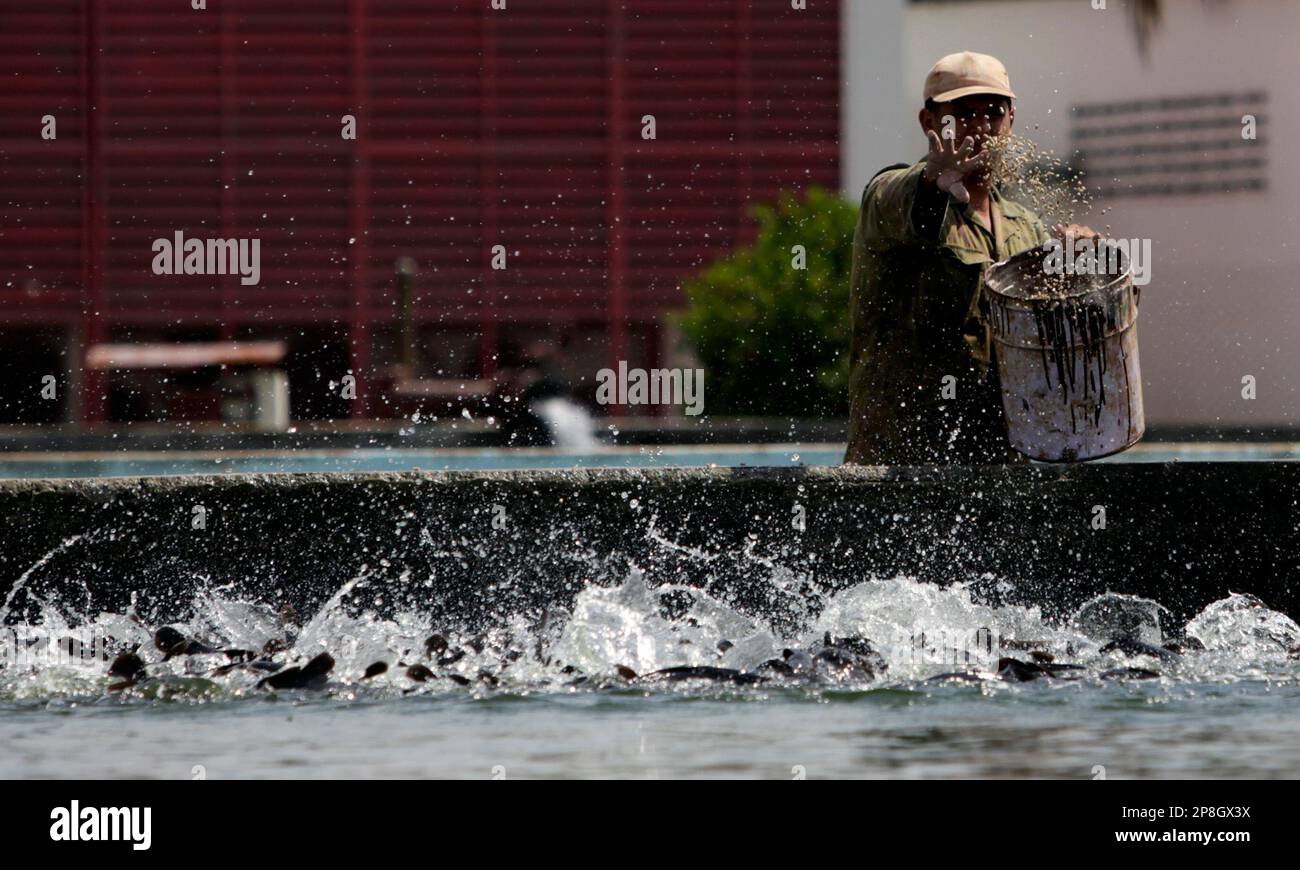 A worker feeds a tank full of catfish at the "Mamposton" government ...