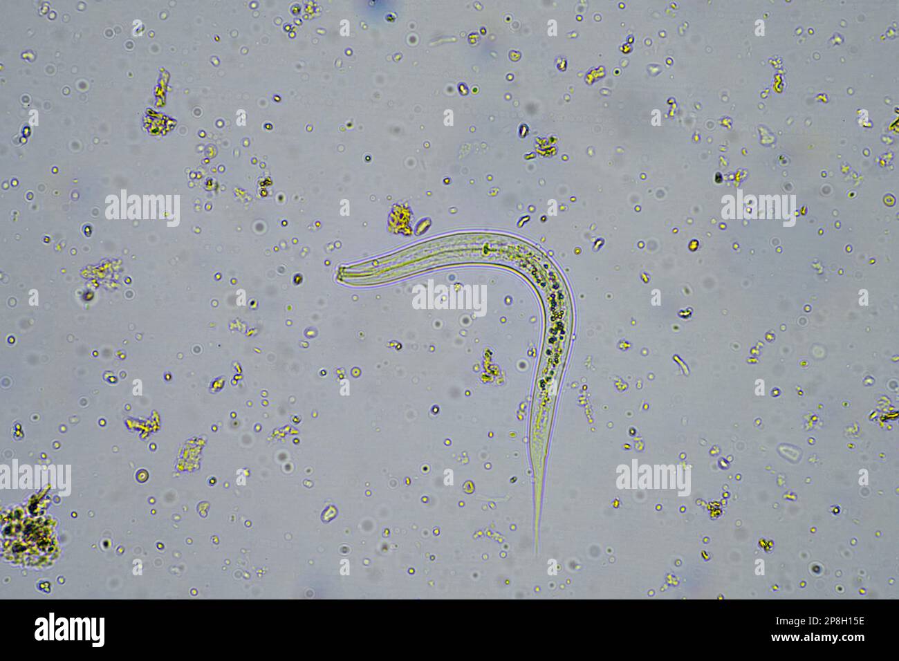 soil microorganisms including nematode, microarthropods, micro ...